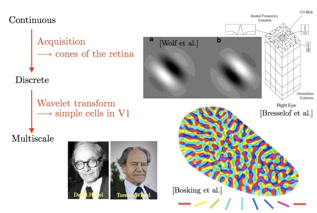 The primary visual cortex is organised as an oriented wavelet transform ...